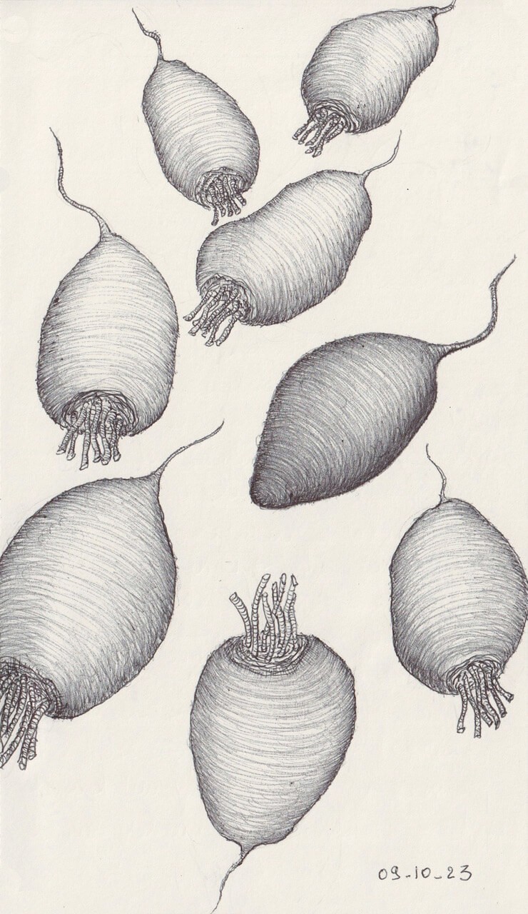 Les Traces Habiles – Dessin de la semaine